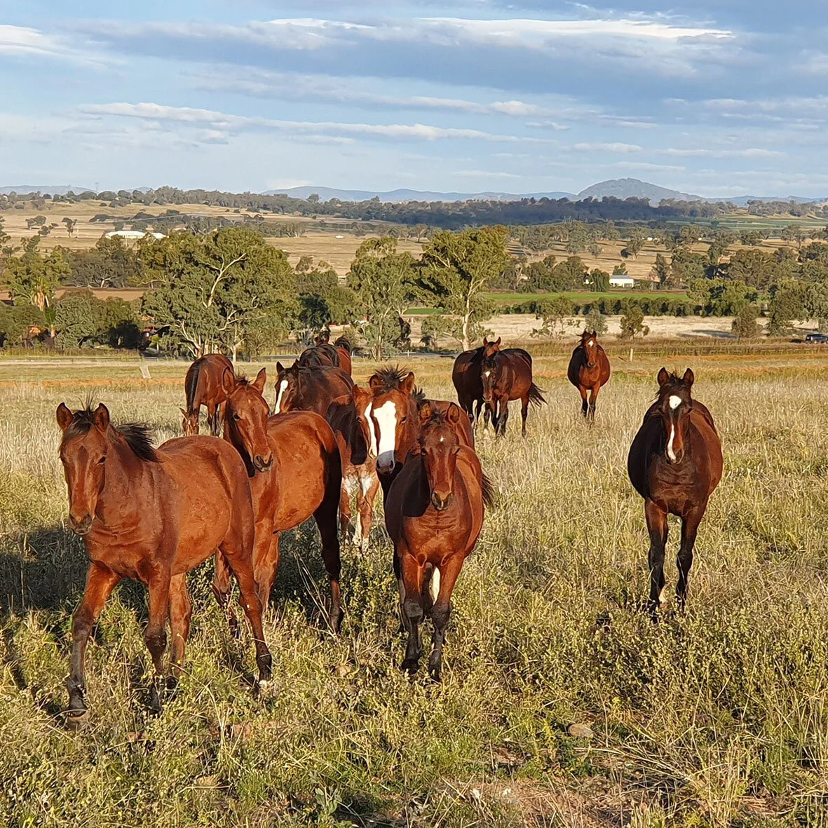General 2 — Texas Star Performance Horses