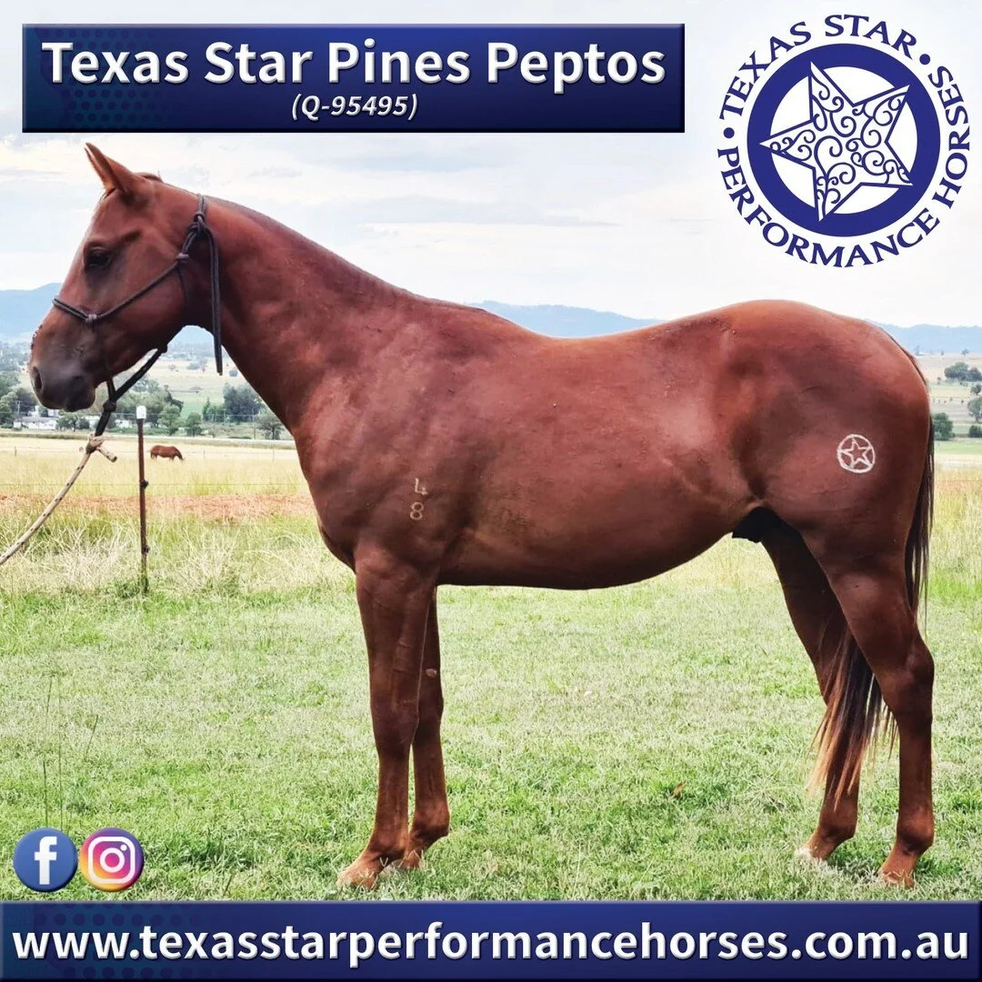 Texas Star Performance Horses