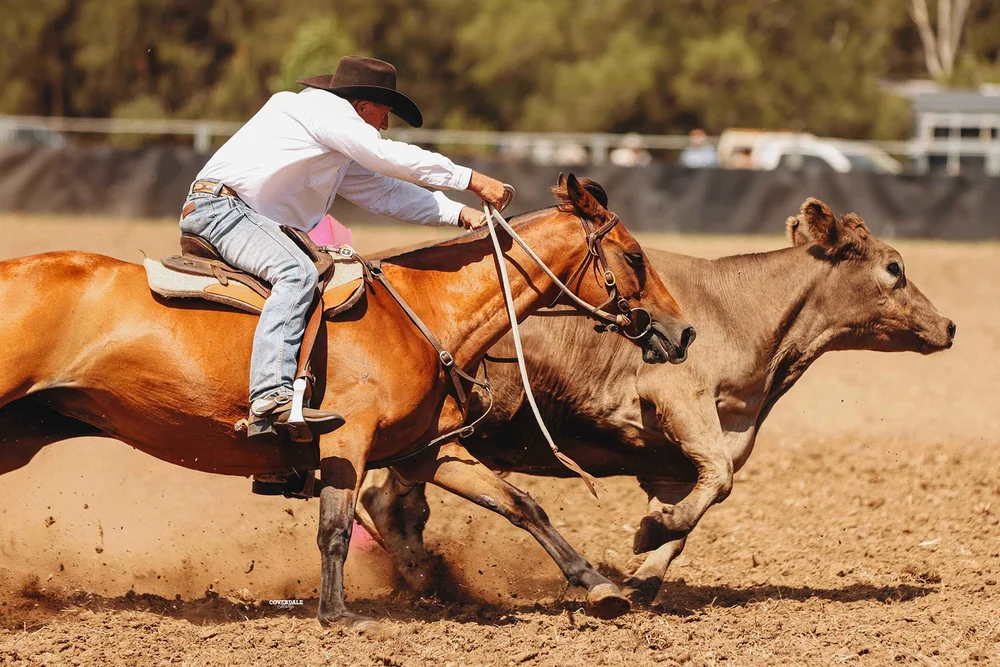 Texas Star Performance Horses