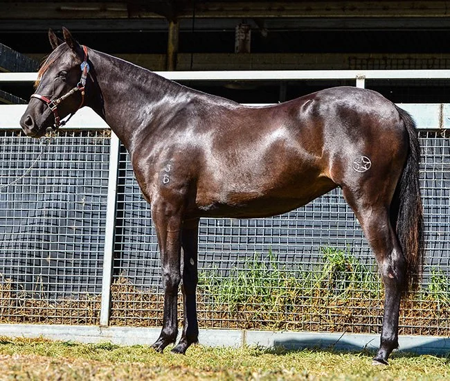 Texas Star Performance Horses