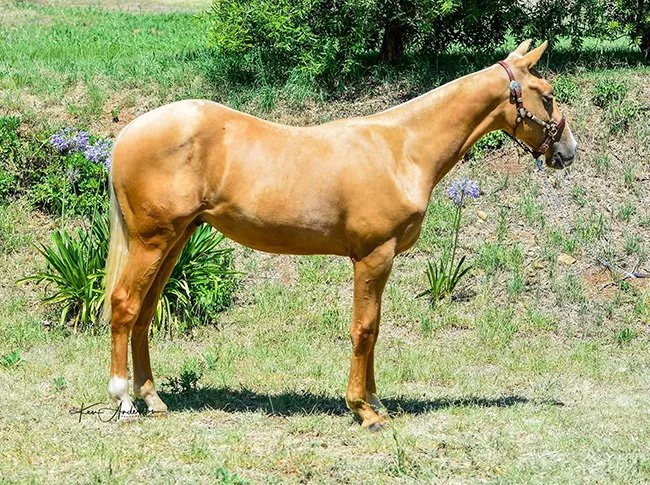 Texas Star Performance Horses