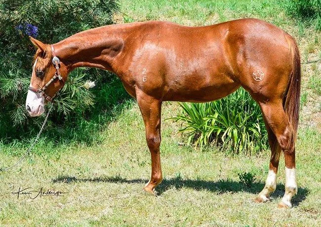 Texas Star Performance Horses