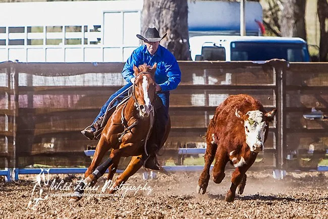 Texas Star Performance Horses