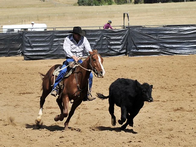 Texas Star Performance Horses