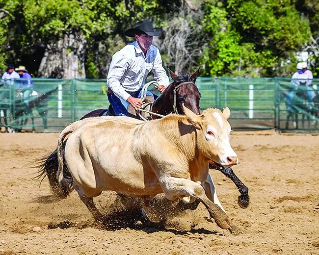 Texas Star Performance Horses