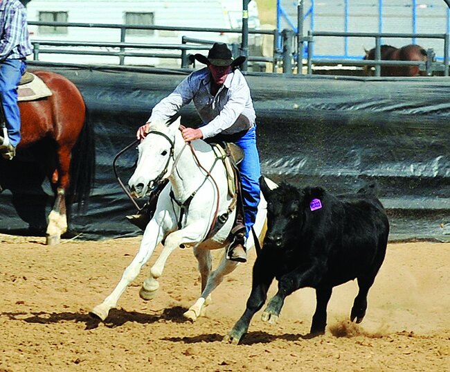 Texas Star Performance Horses