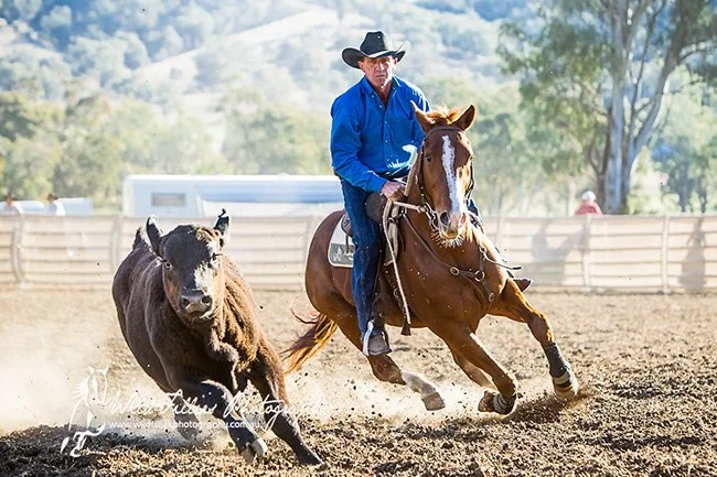 Texas Star Performance Horses