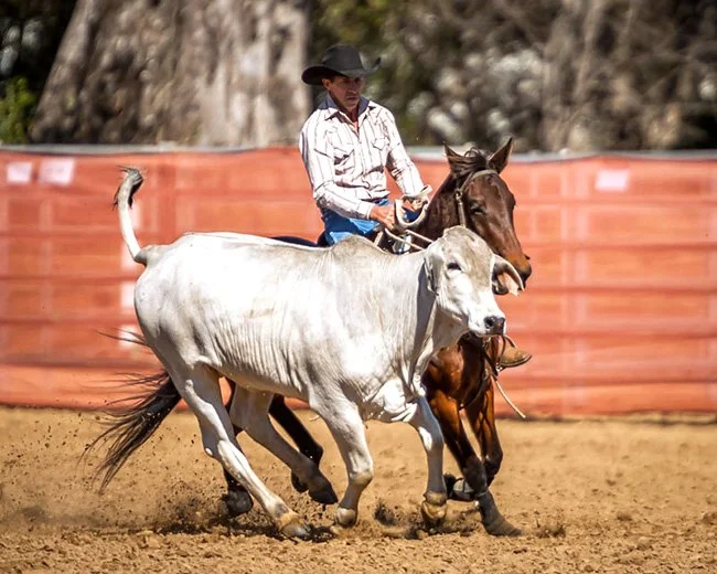Texas Star Performance Horses