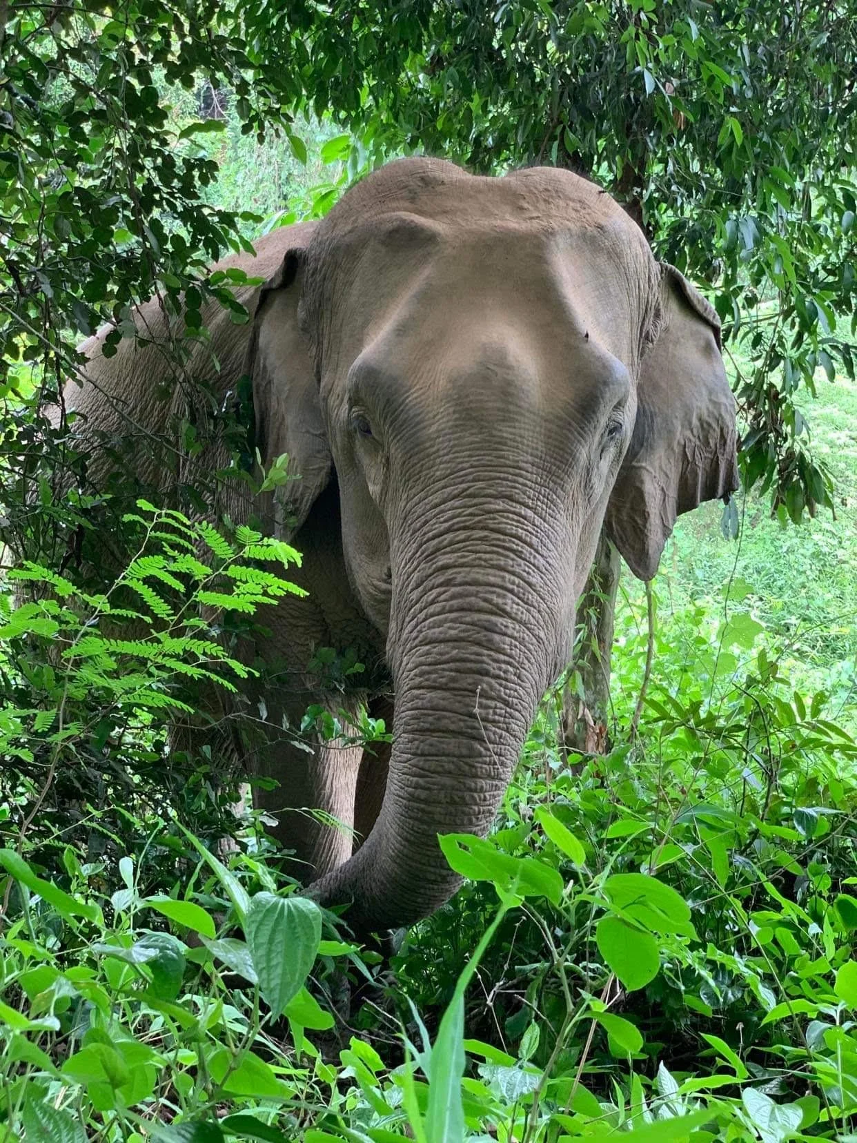 Our Current Herd — Boon Lott's Elephant Sanctuary