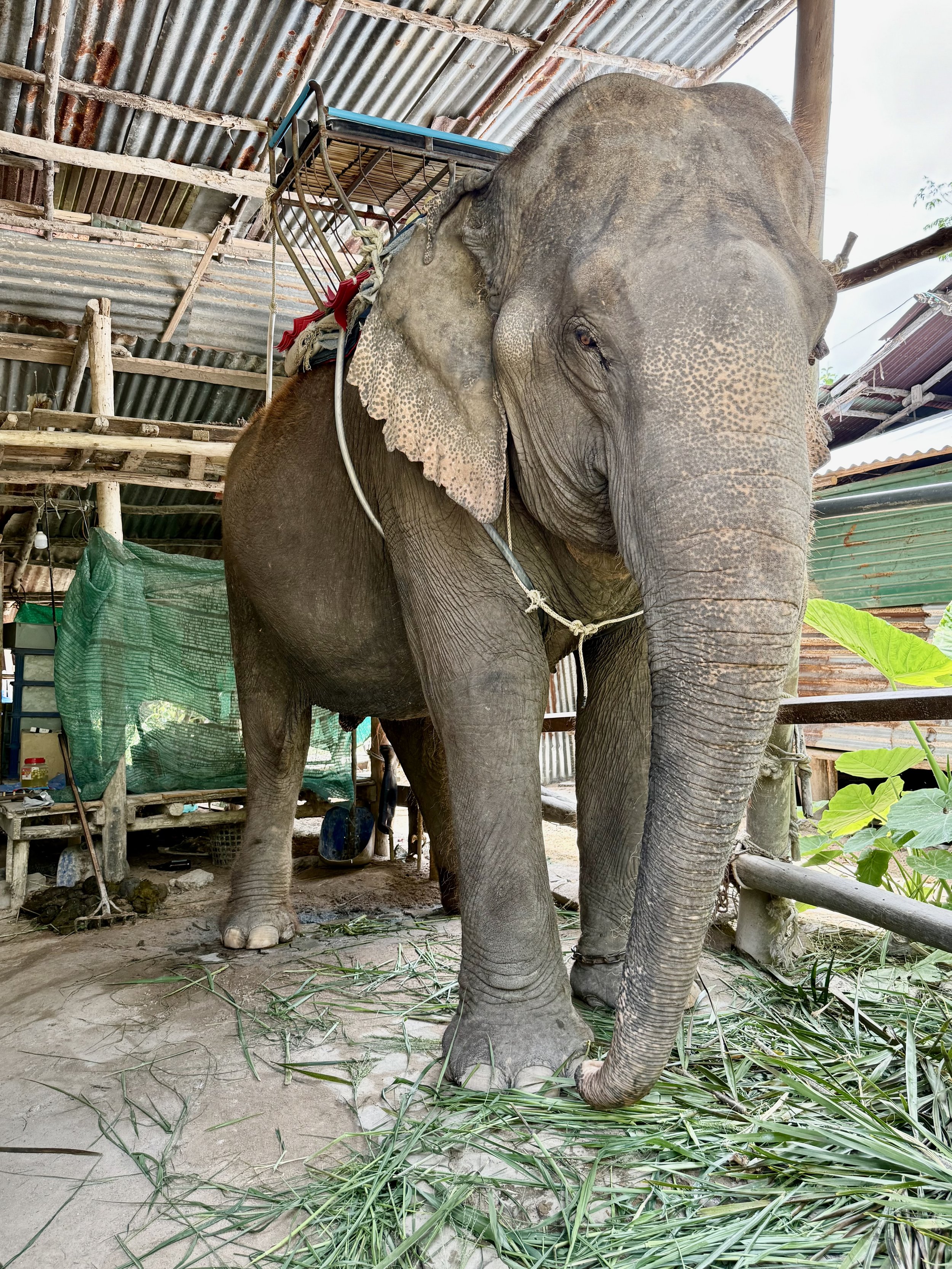 On The Verge of Collapse - Thong Kham — Boon Lott's Elephant Sanctuary