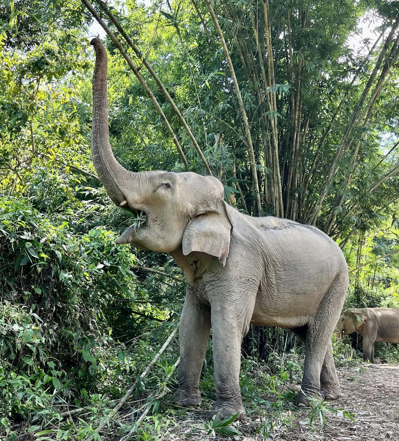 Mare Ladee — Boon Lott's Elephant Sanctuary