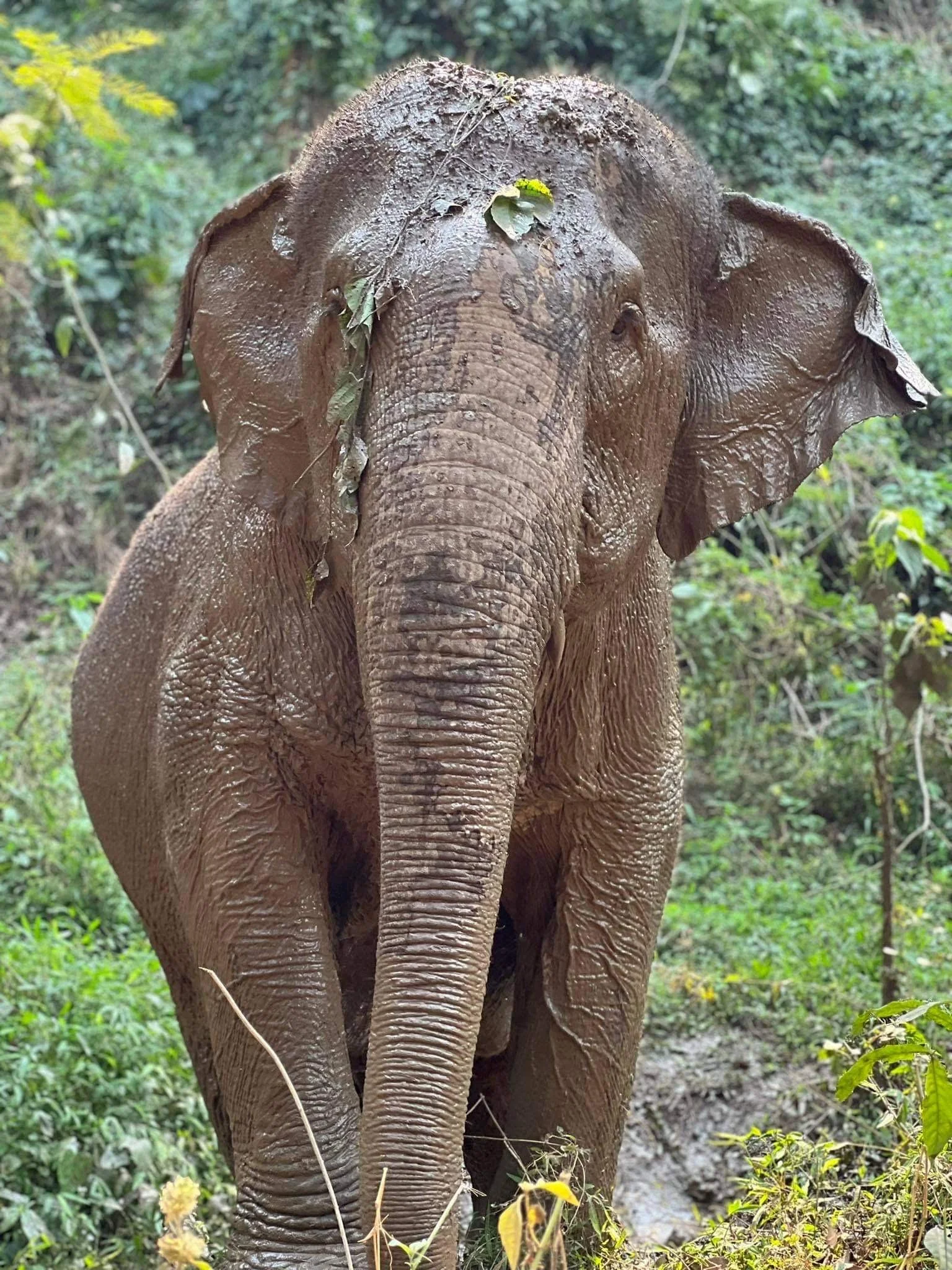 Visit — Boon Lott's Elephant Sanctuary