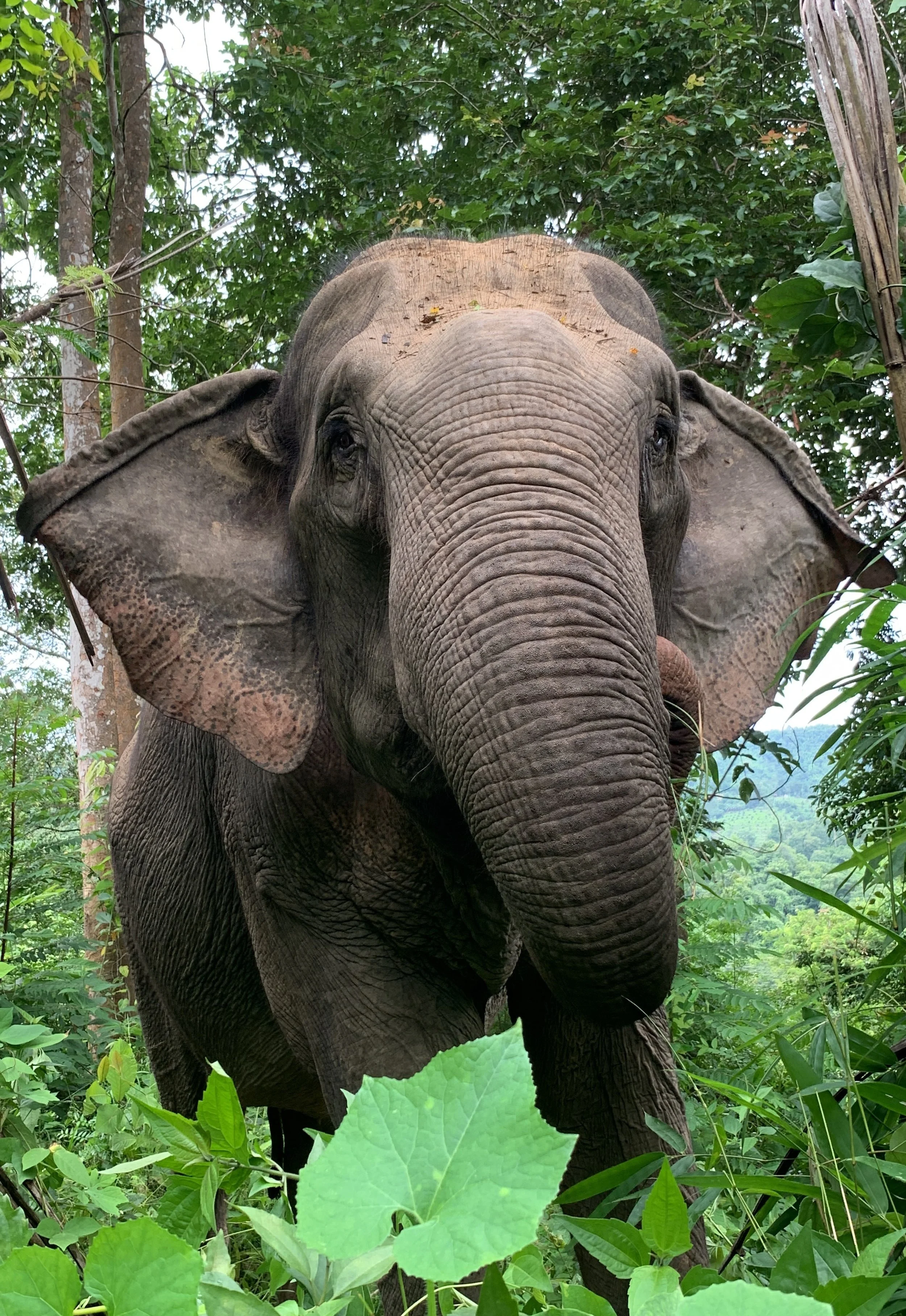 Our Current Herd — Boon Lott's Elephant Sanctuary