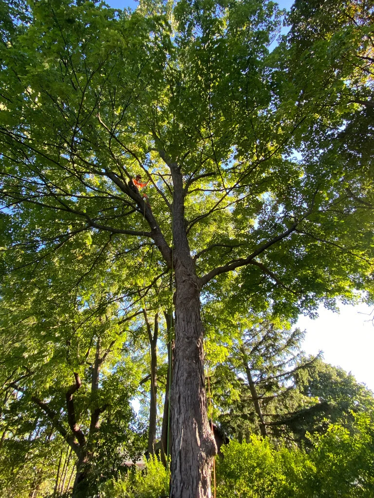 ArborCare Tree Management