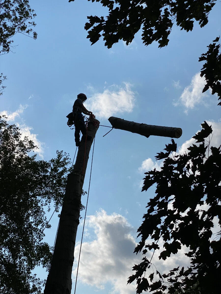 Tree Removal Arborcare Tree Management