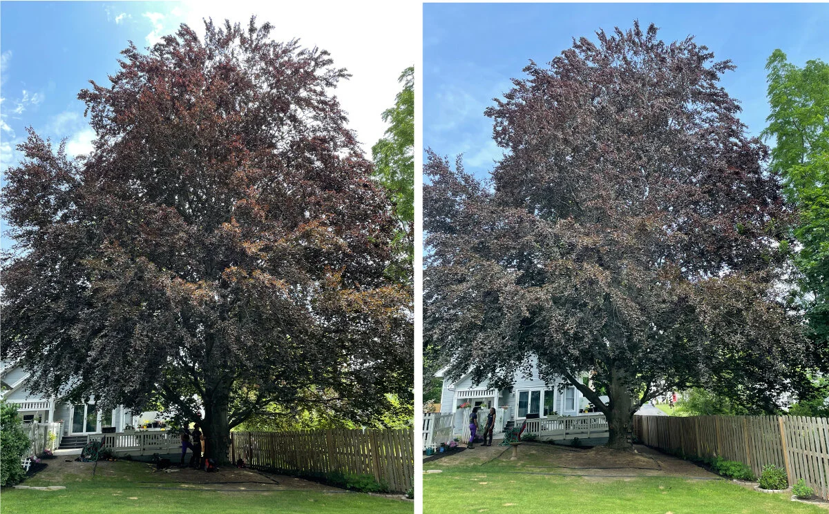 Pruning Trees — ArborCare Tree Management