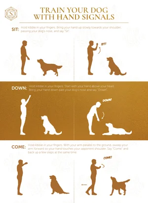 Teach Your Doodle Puppy With Sign Language: A Beginner's Guide — STOKESHIRE