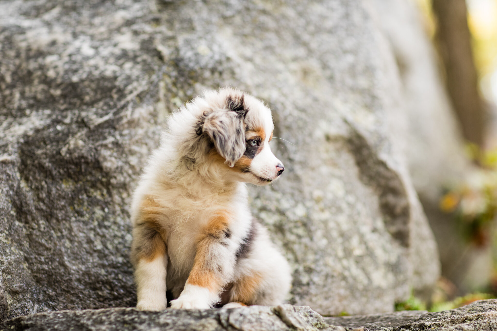 Miniature Australian Shepherd – Breed History and Family Fit — STOKESHIRE