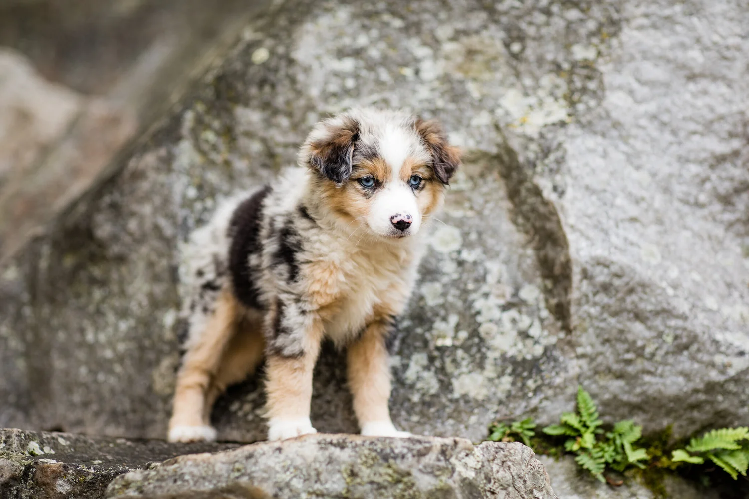 Miniature Australian Shepherd – Breed History and Family Fit — STOKESHIRE