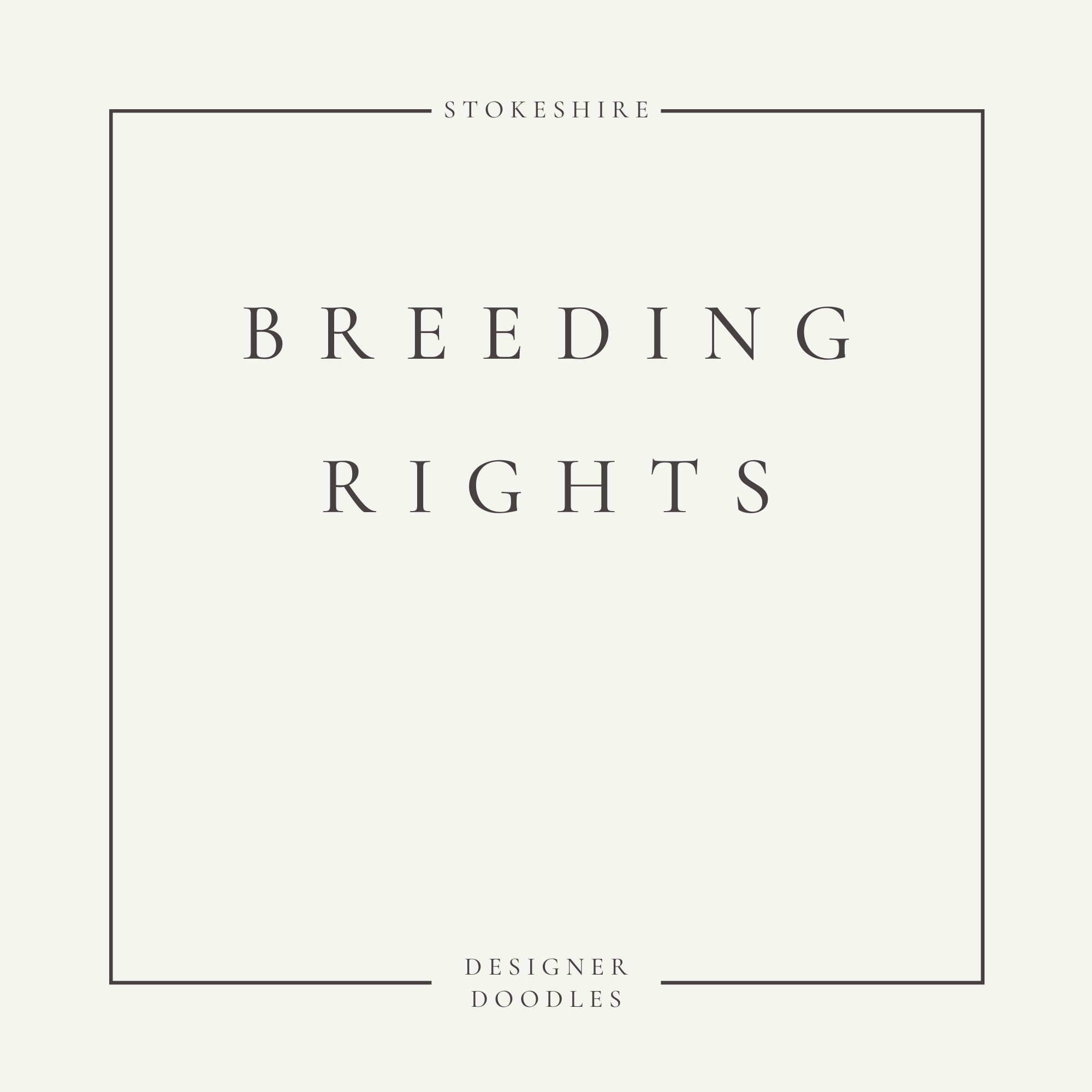 Doodle Puppies for Sale AUSTRALIAN MOUNTAIN DOODLES & GOLDEN MOUNTAIN ...