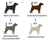 Coat Genetics in Poodles — STOKESHIRE