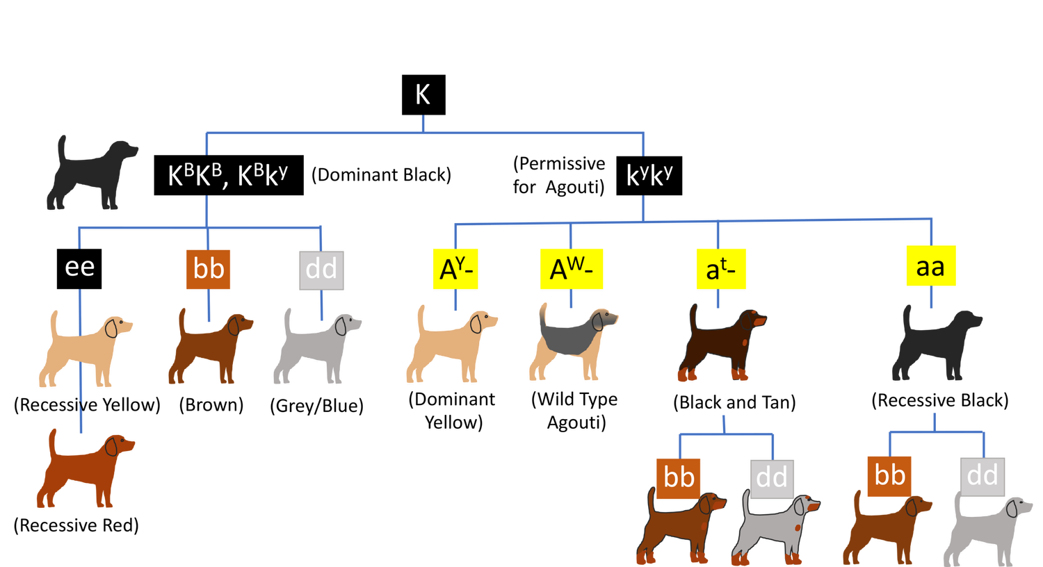Coat Genetics in Poodles — STOKESHIRE