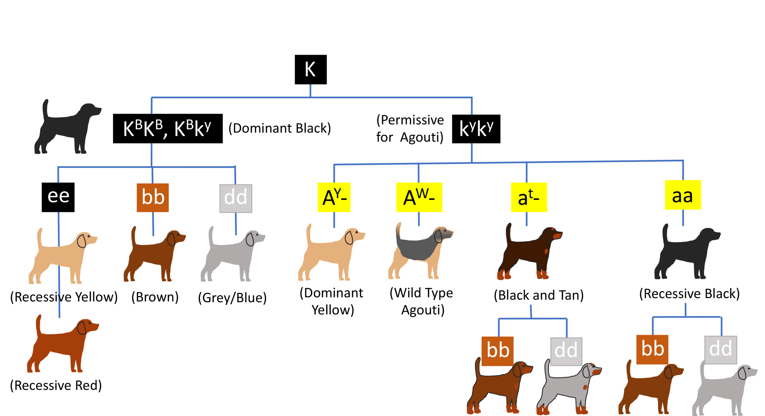 Coat Genetics in Poodles — STOKESHIRE