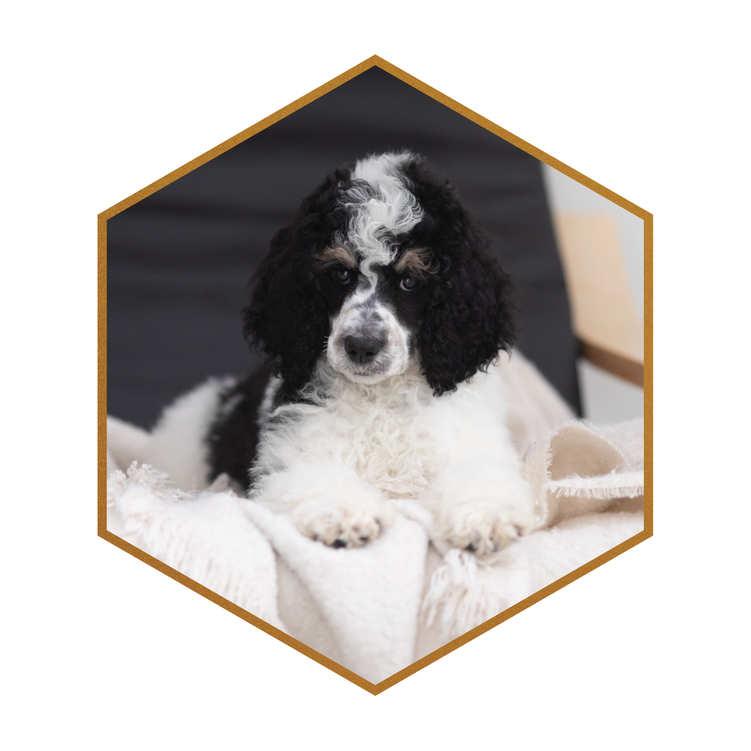 Current & Upcoming Doodle Litters for Sale | Reserve Your Puppy ...