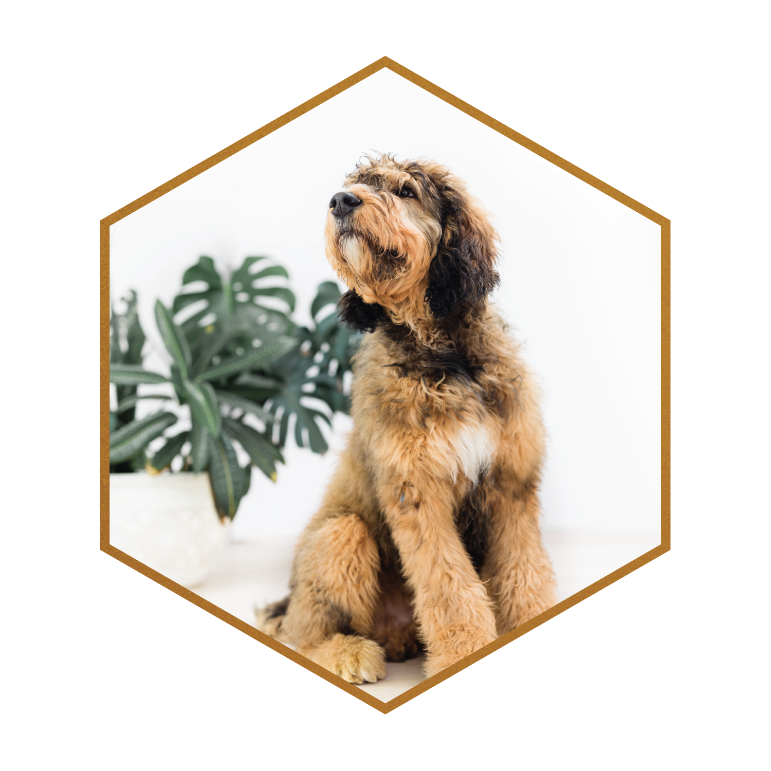 Cream, Red, White, Apricot Bernedoodles Unraveling the Genetics Behind ...