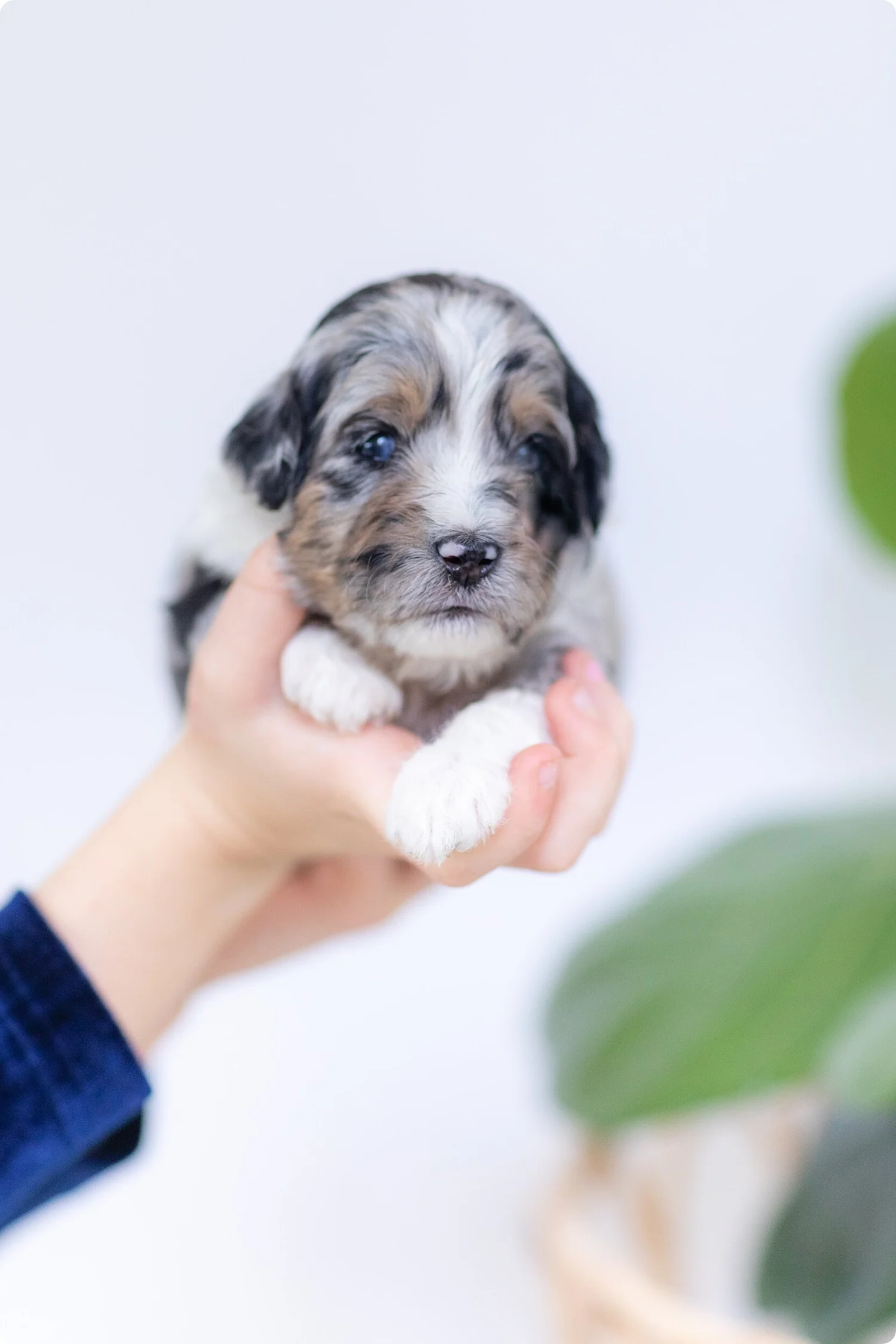 Blue-Eyed Doodles — STOKESHIRE