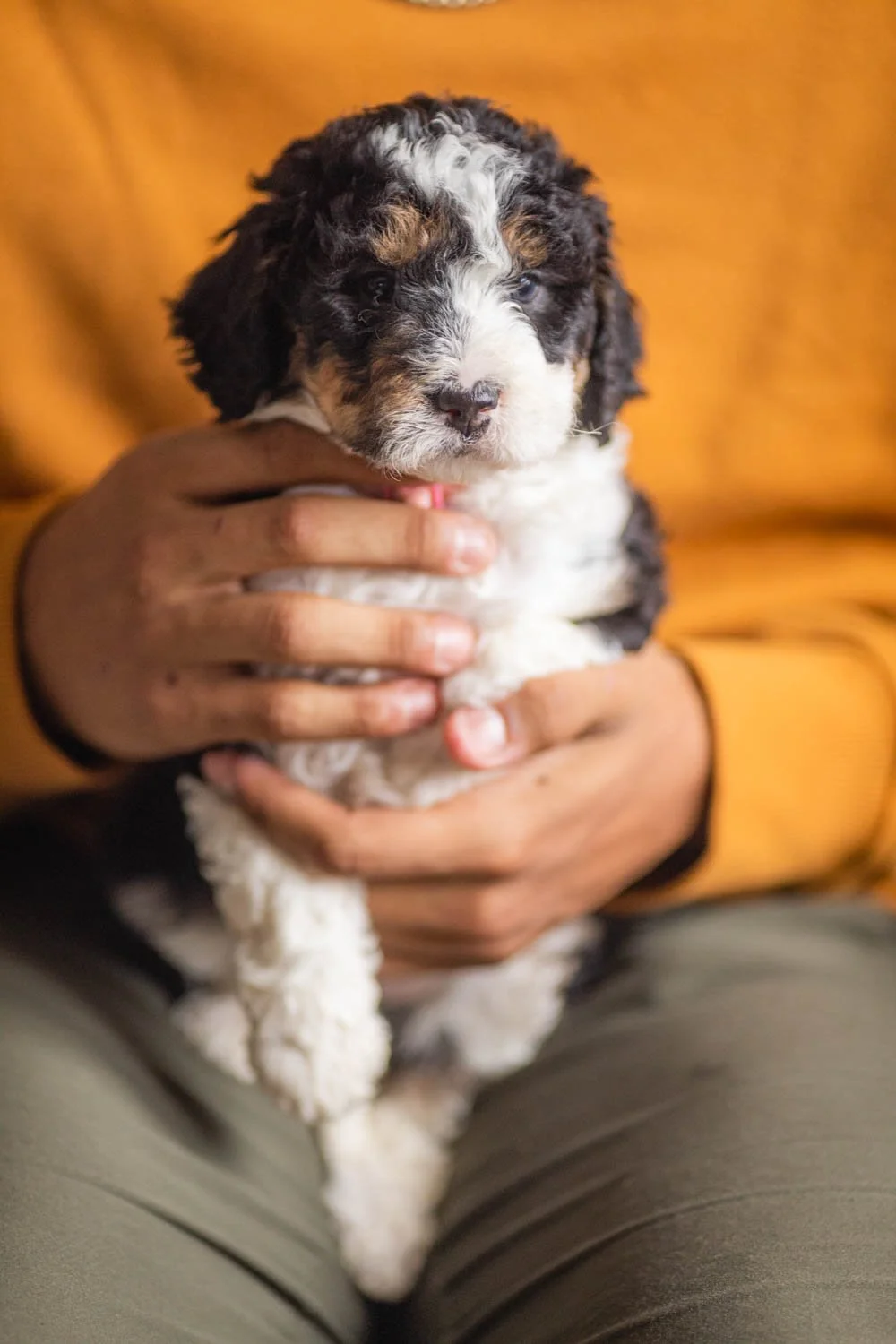 Bernedoodle Puppies for Sale in Wisconsin & Chicago — STOKESHIRE ...