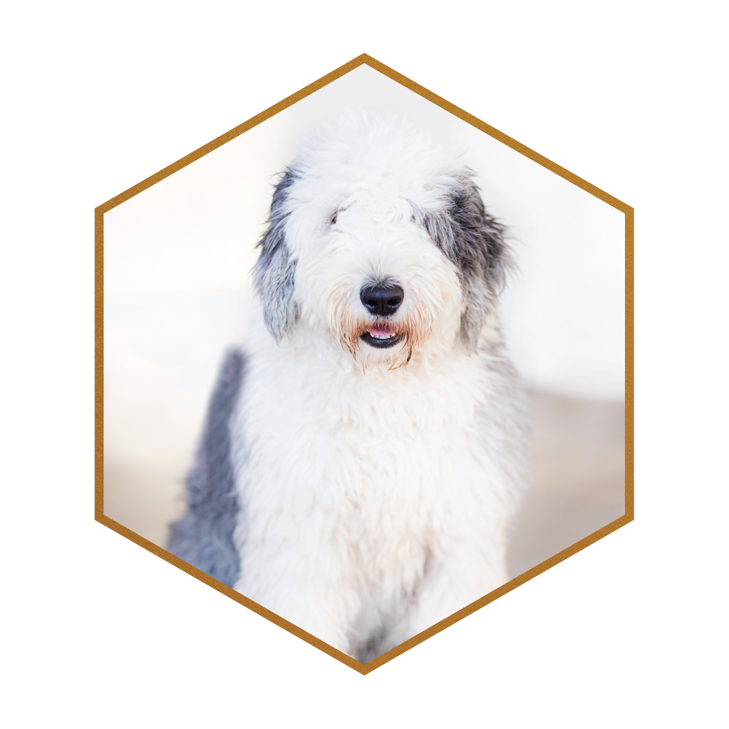 Are There Miniature Old English Sheepdogs