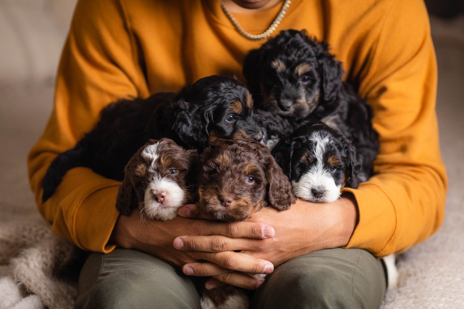 Potty Training for Bernedoodles: Step-by-Step Guide — STOKESHIRE