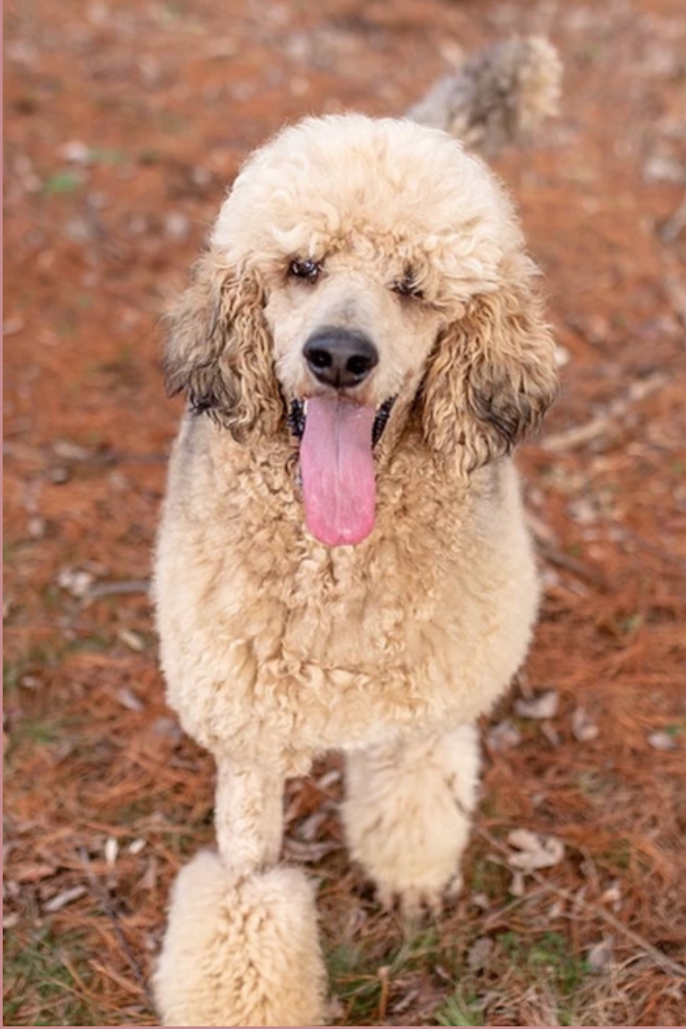 Tan Standard Poodle
