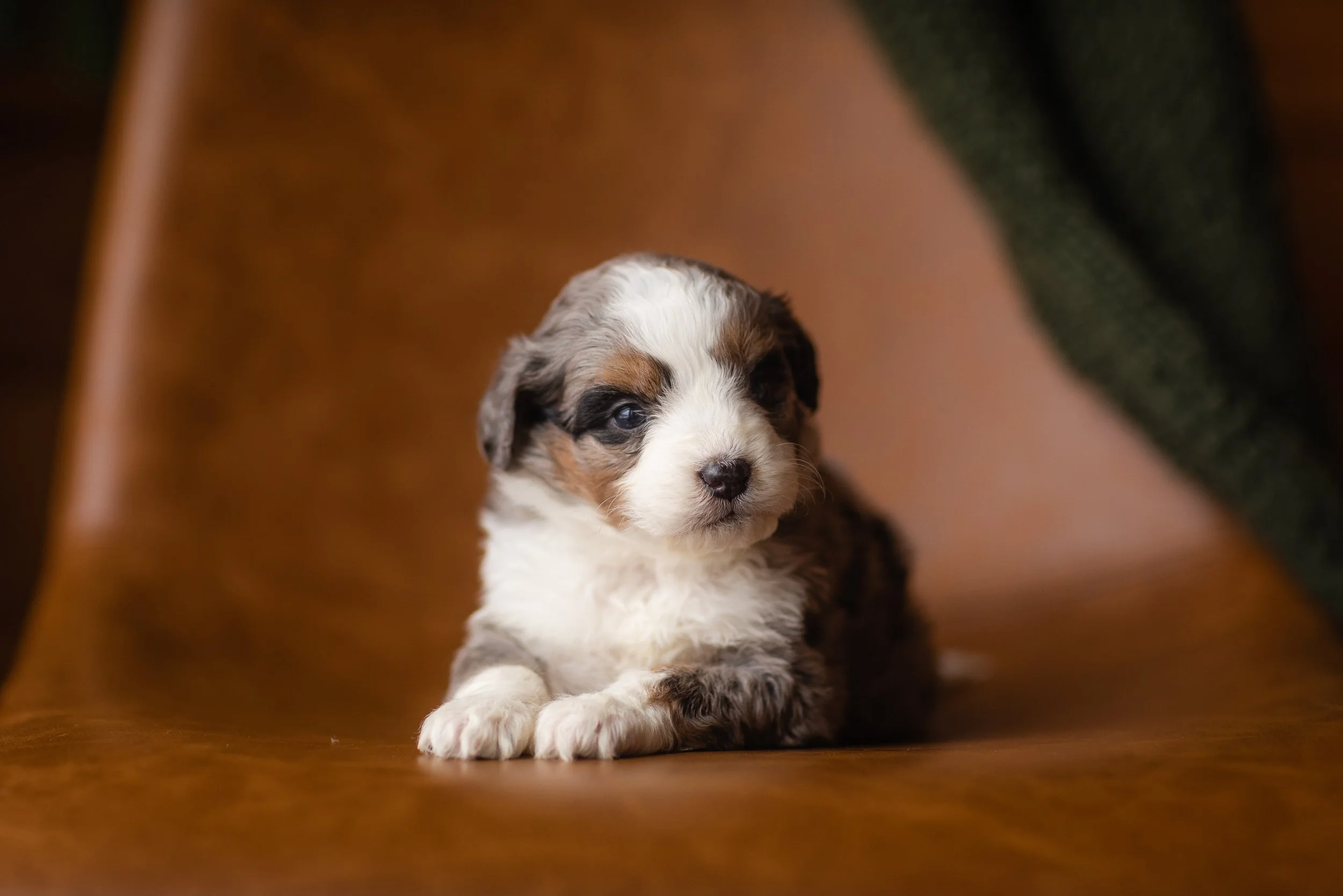 The Ultimate Guide on How to Soothe a Teething Puppy's Pain — STOKESHIRE