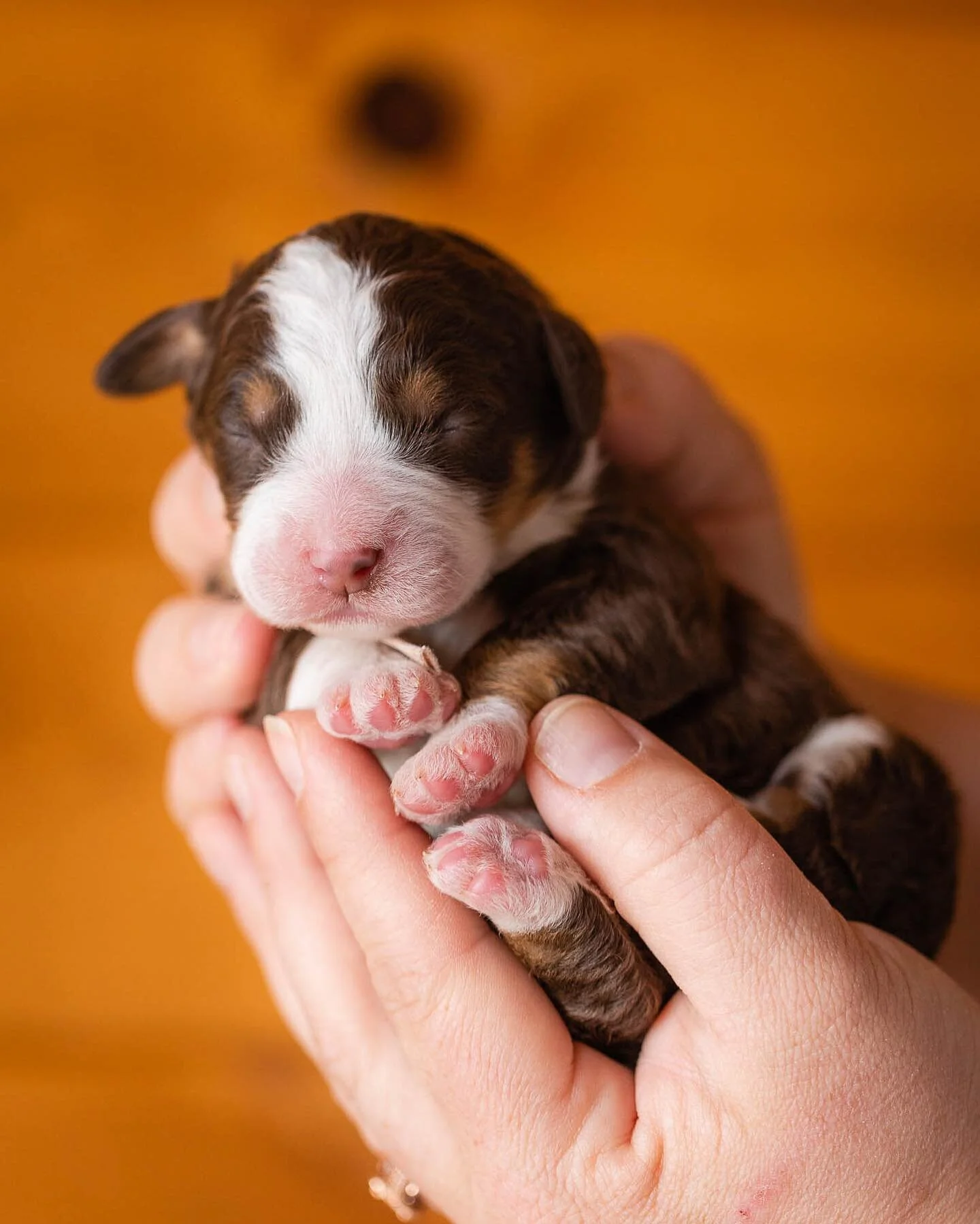 Doodle Puppy Application - Wisconsin Puppy Adoption — STOKESHIRE ...