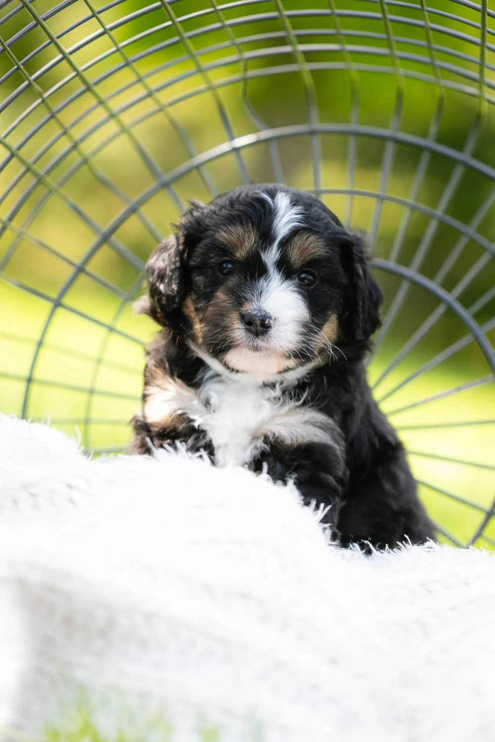 Available Doodle Puppies for Purchase Near Me Crate Trained Puppies ...