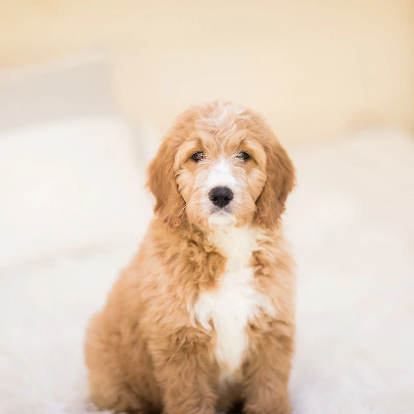 How to Photograph Doodle Puppies and Get Better Results — STOKESHIRE ...