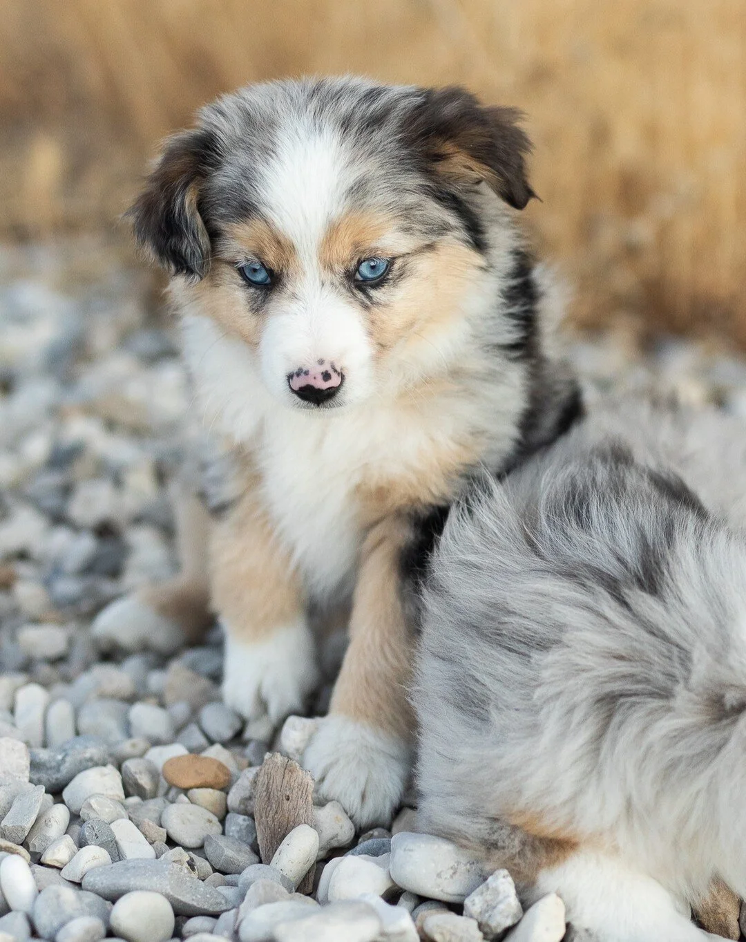 Are Miniature Australian Shepherds Affectionate