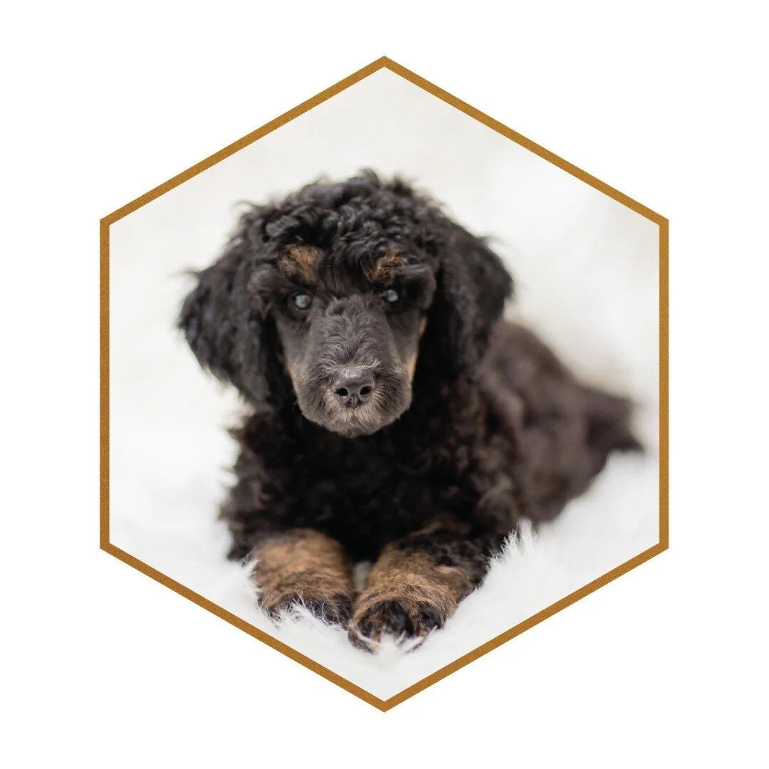 When Should I Get a Second Doodle? — STOKESHIRE DESIGNER DOODLES ...