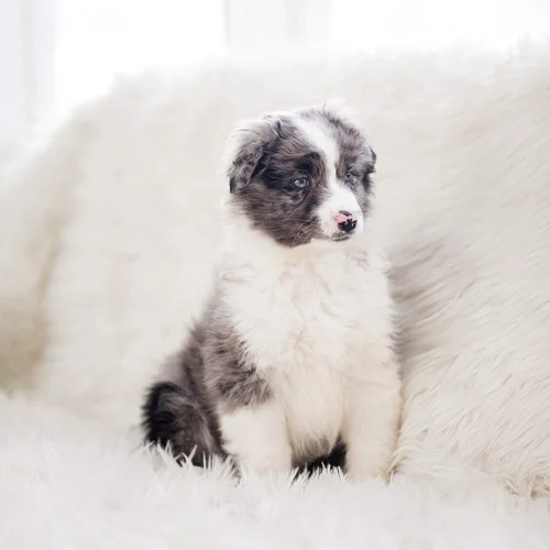 What is Puppy Socialization? — STOKESHIRE DESIGNER DOODLES - WISCONSIN ...