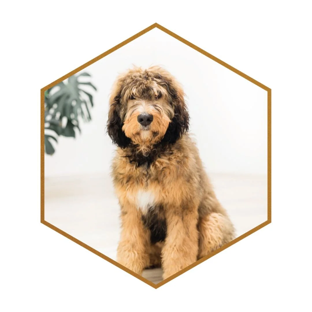 National Therapy Animal Day — STOKESHIRE DESIGNER DOODLES - WISCONSIN ...