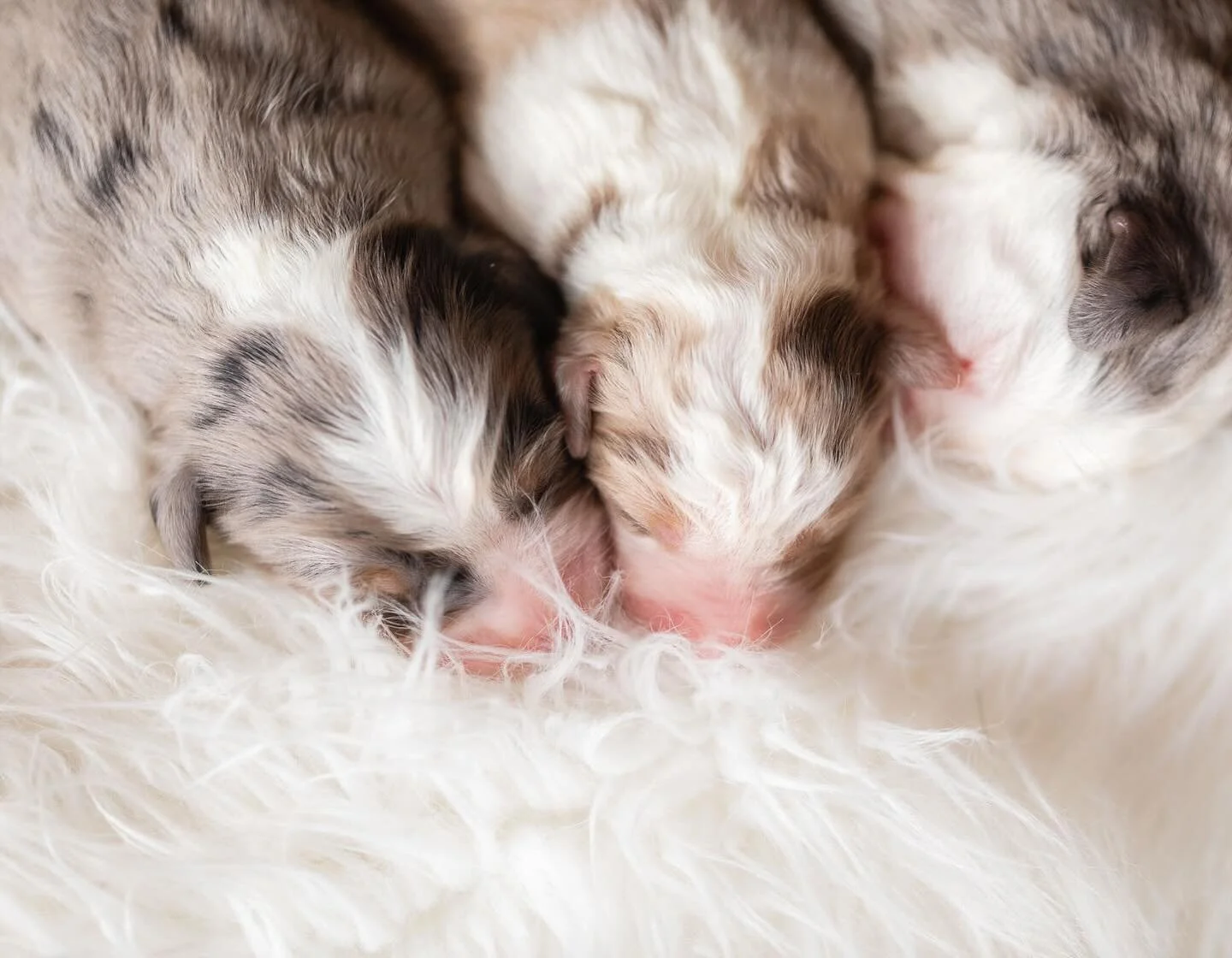 Golden Mountain Doodles vs Aussie Mountain Doodles: Which One Suits You ...