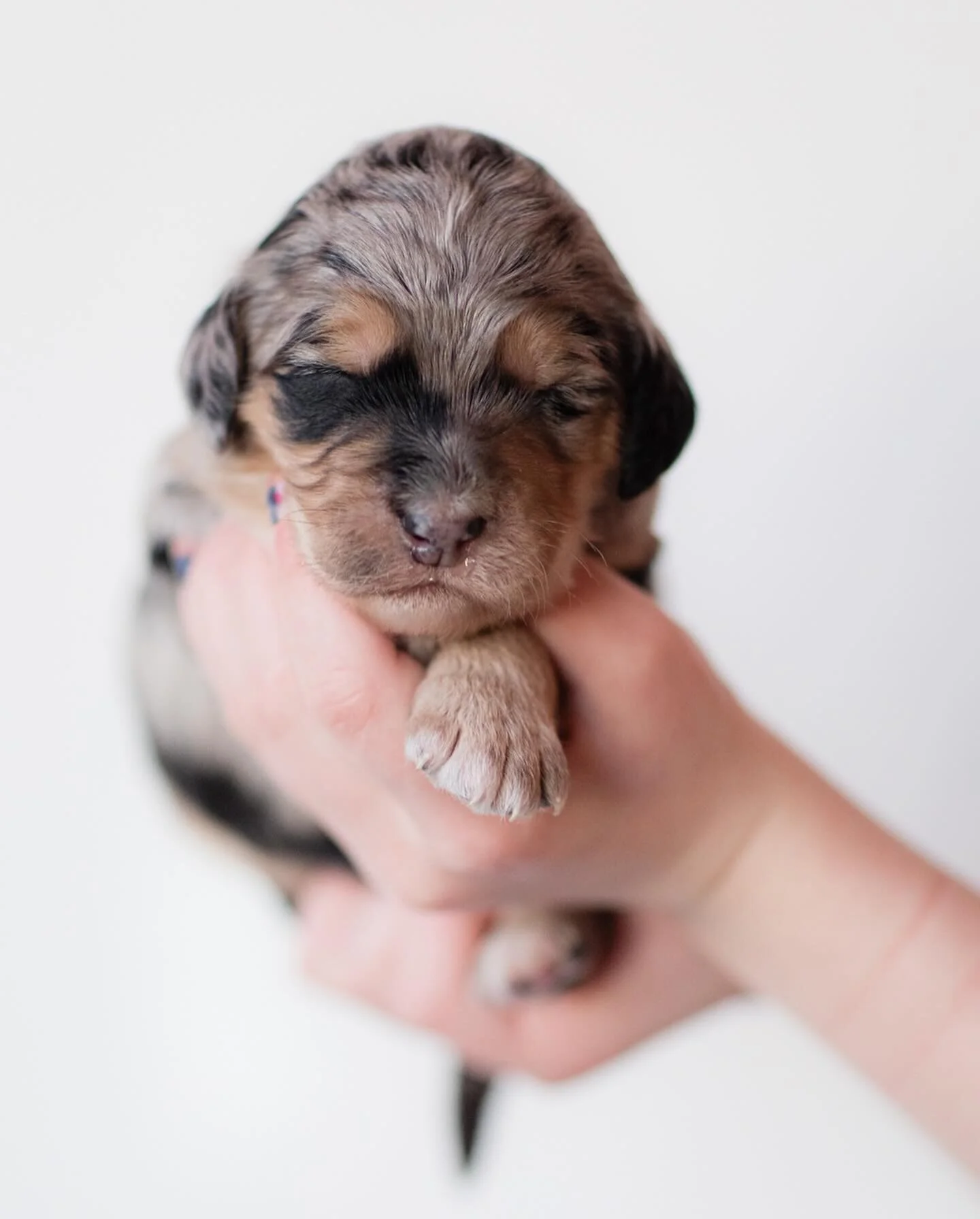 Vaccination Vet Checks in Doodles — STOKESHIRE DESIGNER DOODLES ...