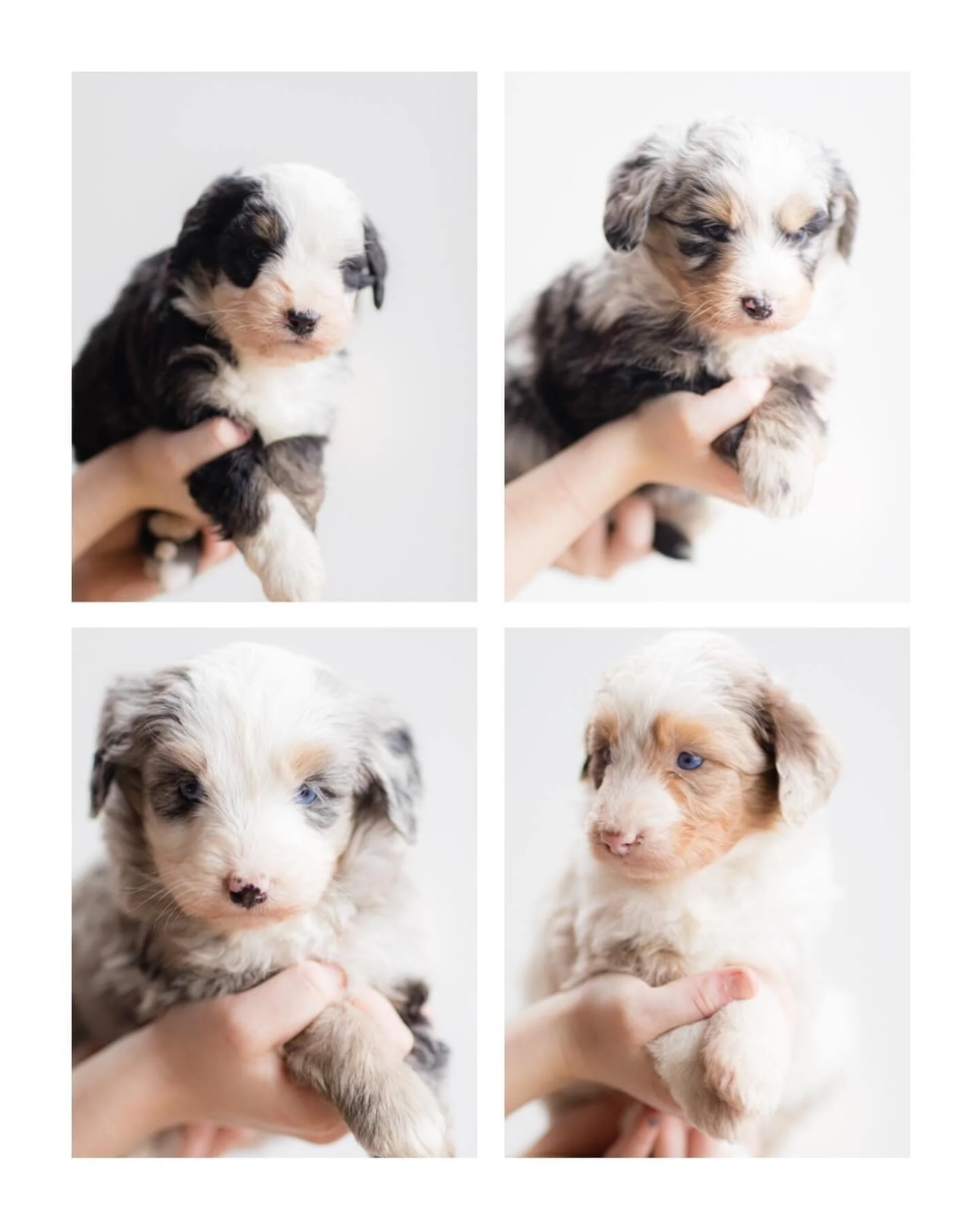 Our Training Philosophy — STOKESHIRE DESIGNER DOODLES - WISCONSIN ...