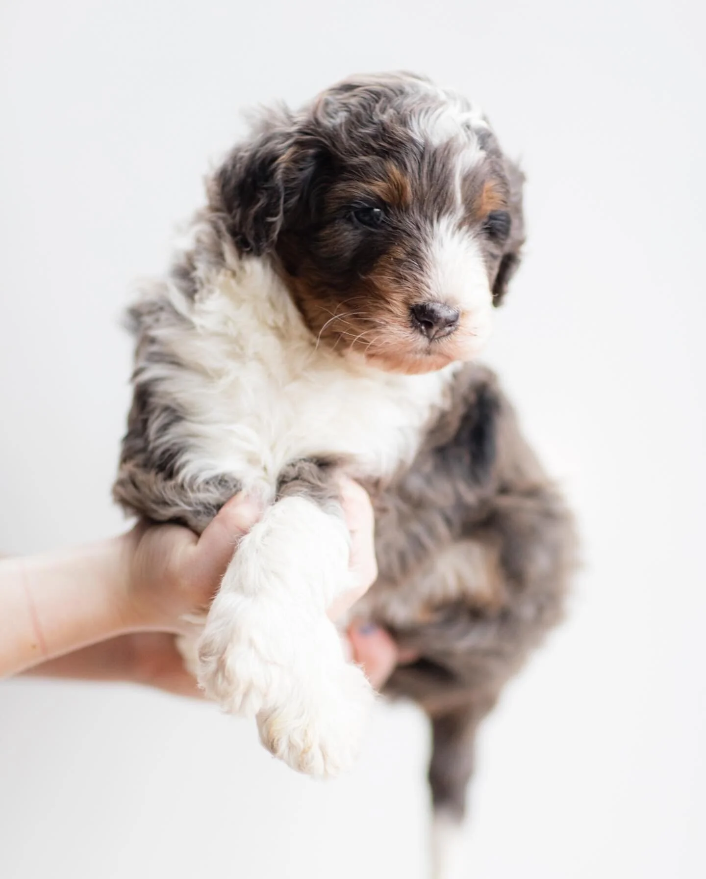 Bernedoodle & Australian Mountain Doodle Puppies — STOKESHIRE DESIGNER ...