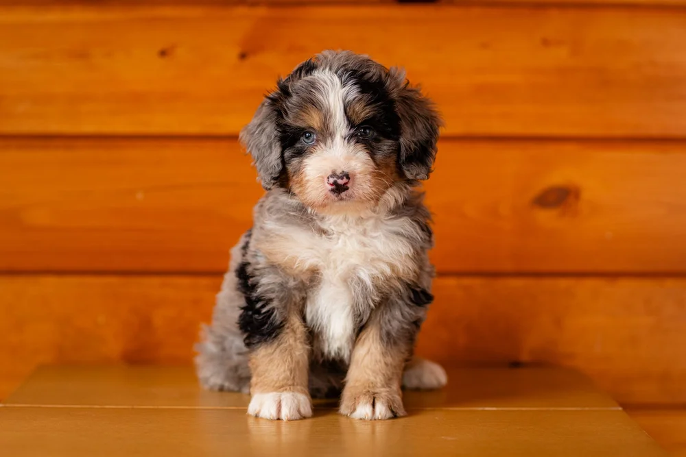 AMD Aussie Mountain Doodle vs Bernedoodle: Selecting the Right Pup for ...