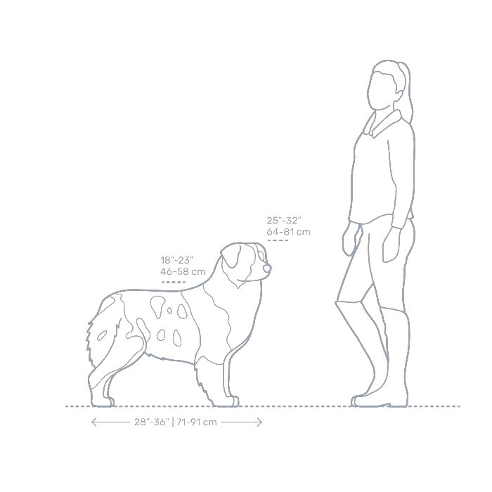 Best Medium Size Hypoallergenic Dogs for Families — STOKESHIRE