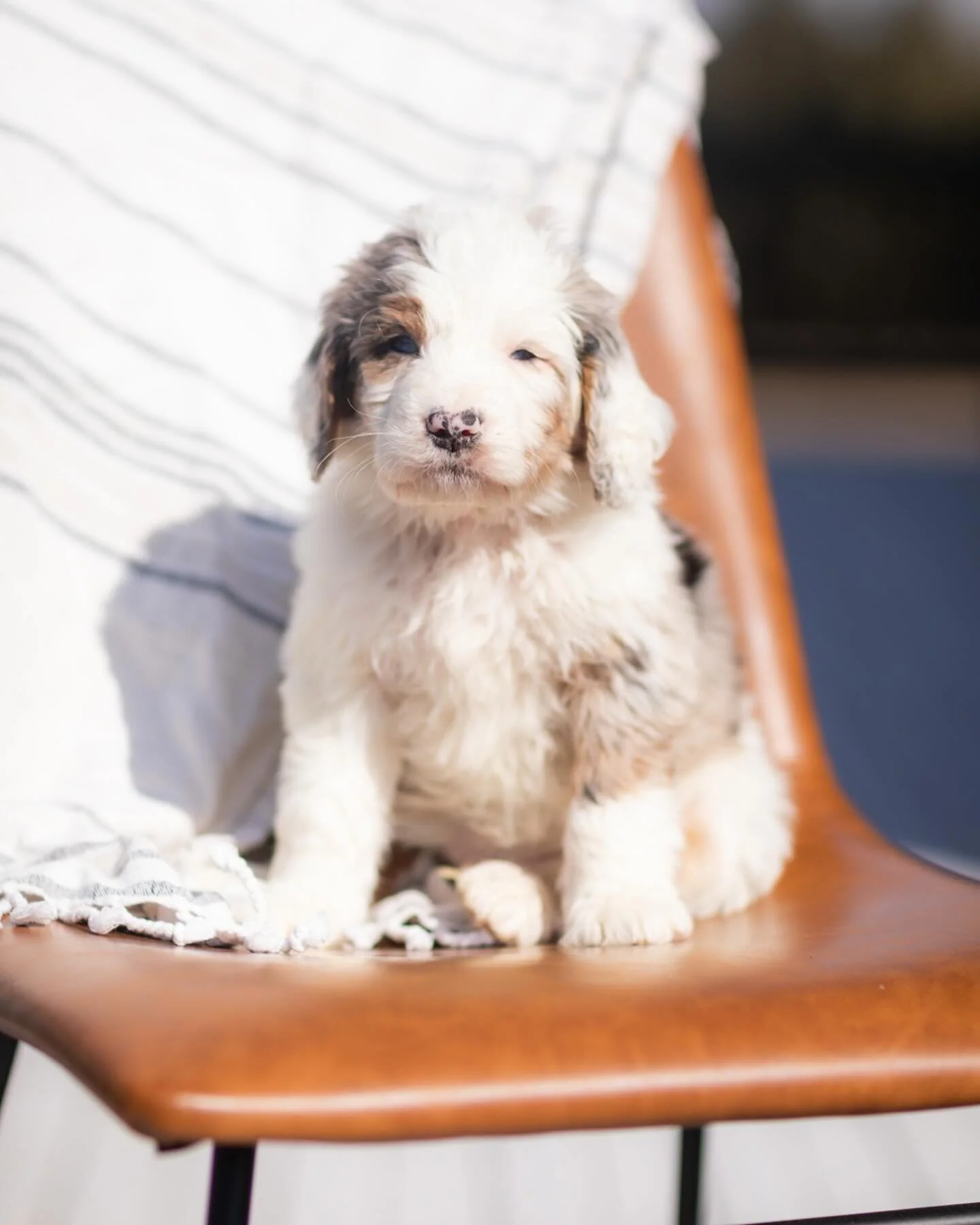 Bernedoodle & Australian Mountain Doodle Puppies — STOKESHIRE DESIGNER ...