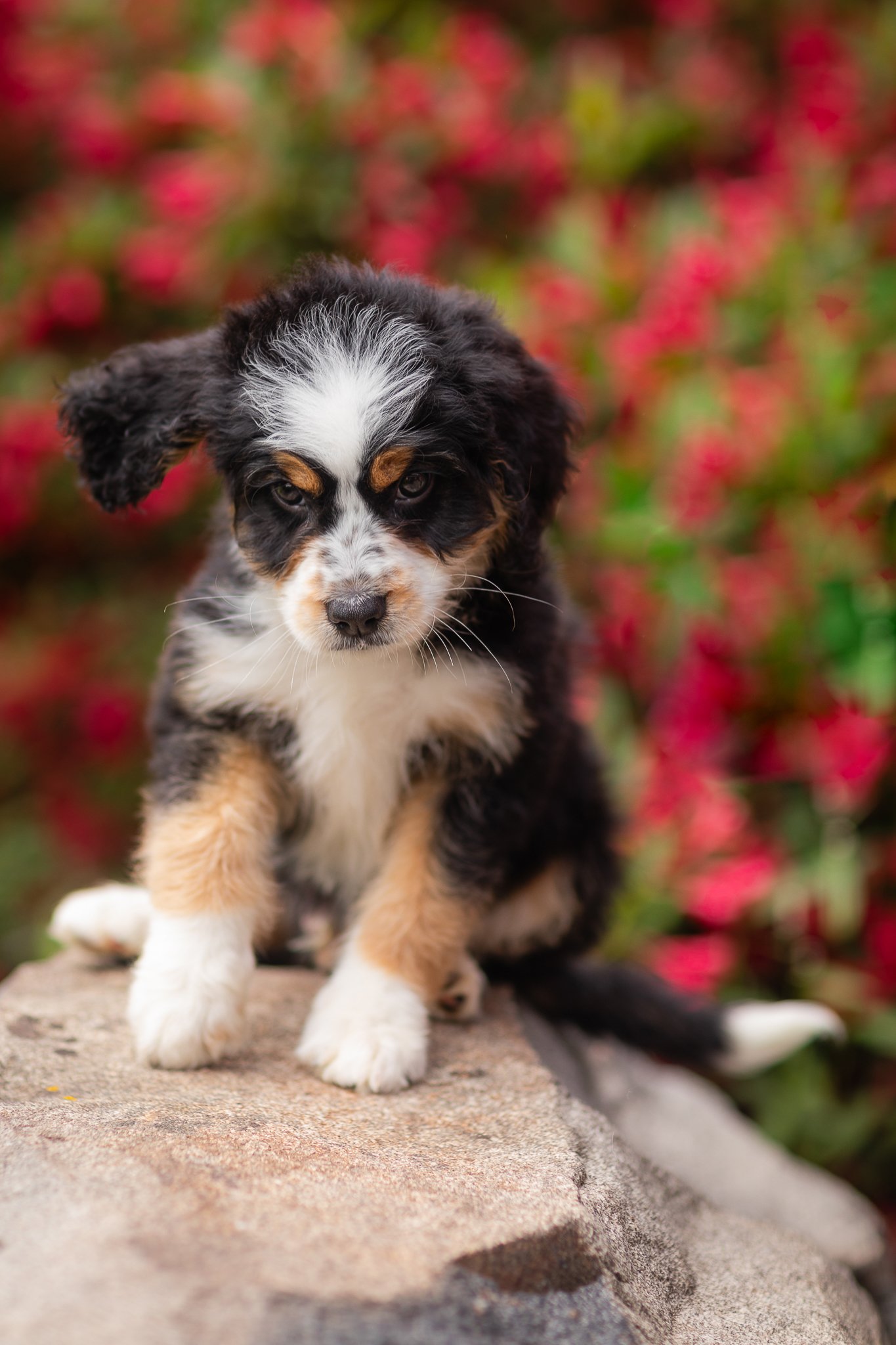 STOKESHIRE DESIGNER DOODLES - BERNEDOODLES & AUSTRALIAN MTN DOODLES